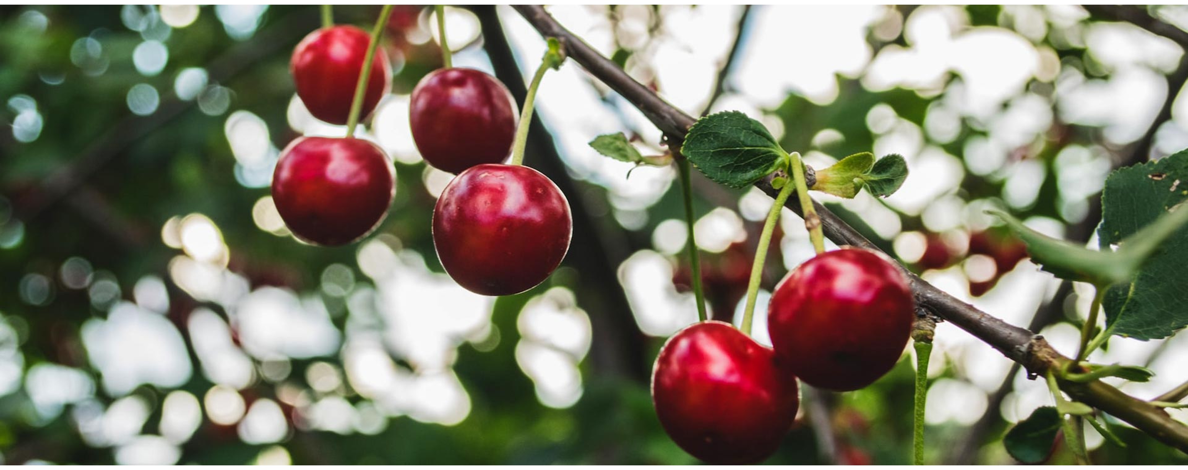 Γεωργικά Εφόδια | Agrogea
